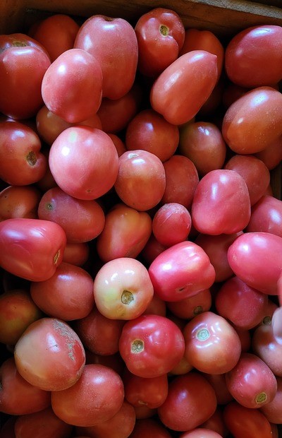 Odmiany pomidor, ogórek, sałata papryka i inne - HA 3726 F1 (Pink Soul ...